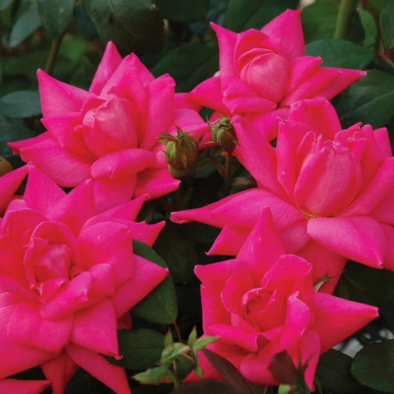 Buy Pink Double Knock Out® Rose with Free Delivery Online at Low Prices ...